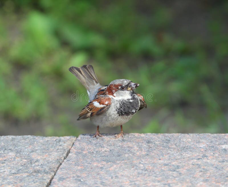Little Sparrow is Sitting on a Granite Curb Stock Image - Image of small, sparrow: 326661271