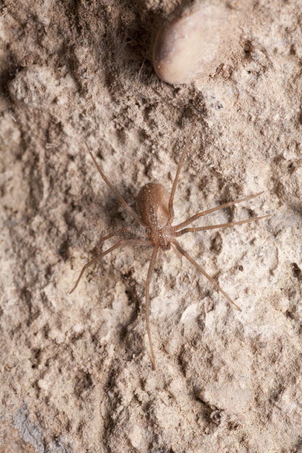 Little spider stock photo. Image of insect, scary, macro - 15878820