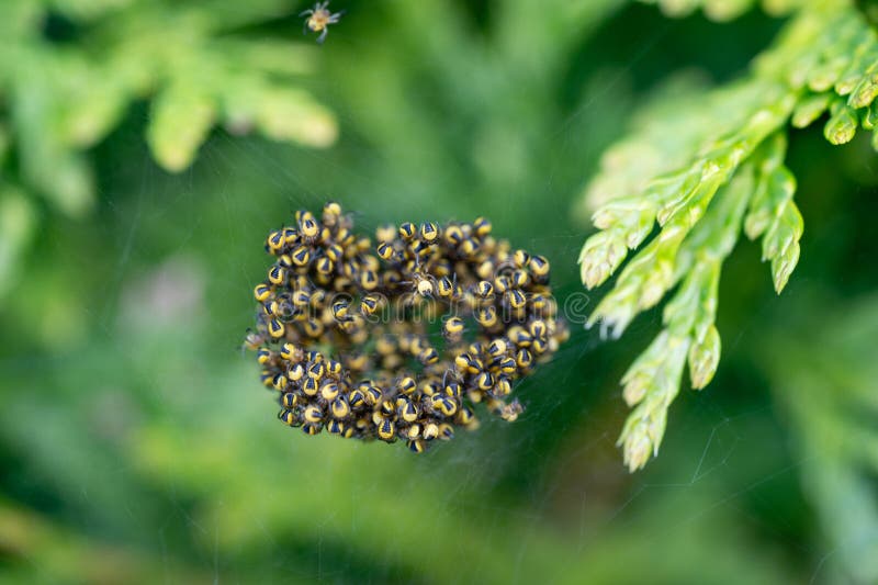 Little Spider Close-up, Resting on the Wall Stock Image - Image of ...