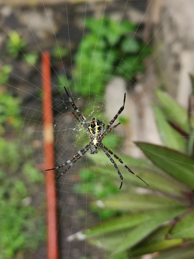 Little Spider Build the House Stock Photo - Image of animal, moisture ...