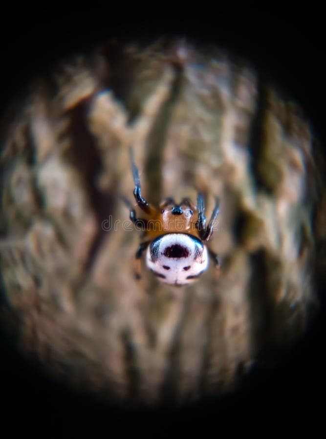 A Little Spider Captured with a Macro Lens. Stock Image - Image of ...