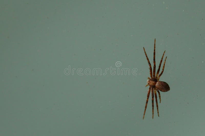 Little Spider on Clear Glass Stock Image - Image of legs, detail: 139681985