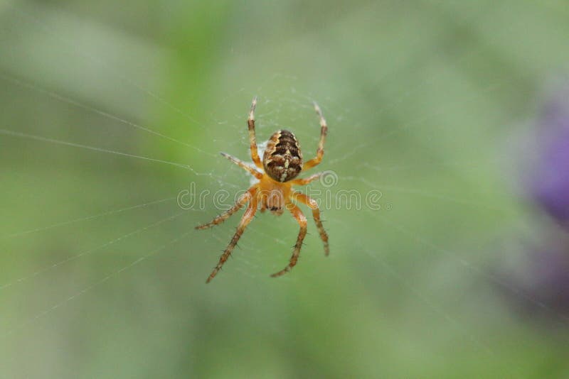 Little spider stock photo. Image of sunlight, lens, spider - 42844468
