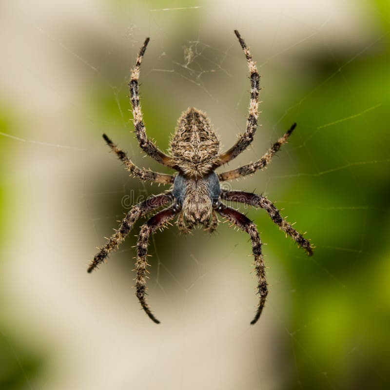 The little spider. stock photo. Image of alone, leaves - 34820920