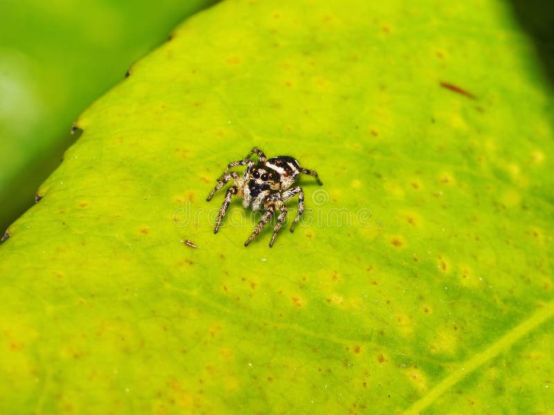 Little Spider Close-up, Resting on the Wall Stock Image - Image of ...