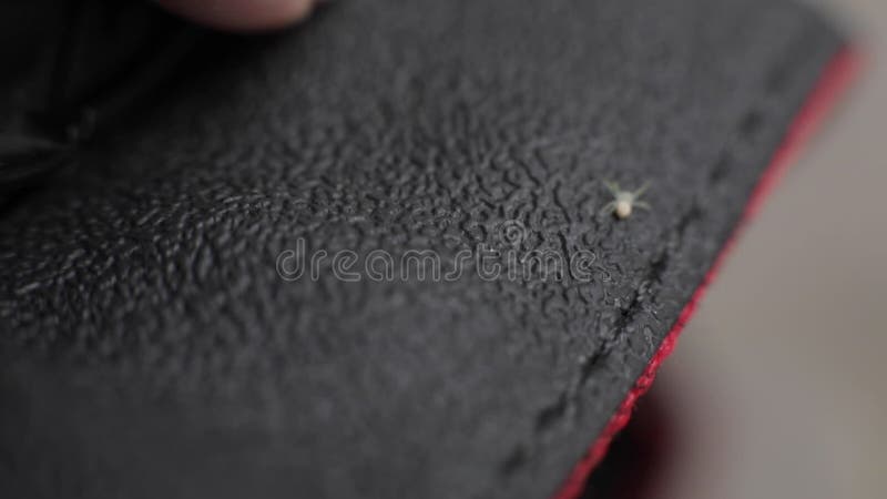 A Little Spider Crawls Fast on the Street Stock Footage - Video of ...