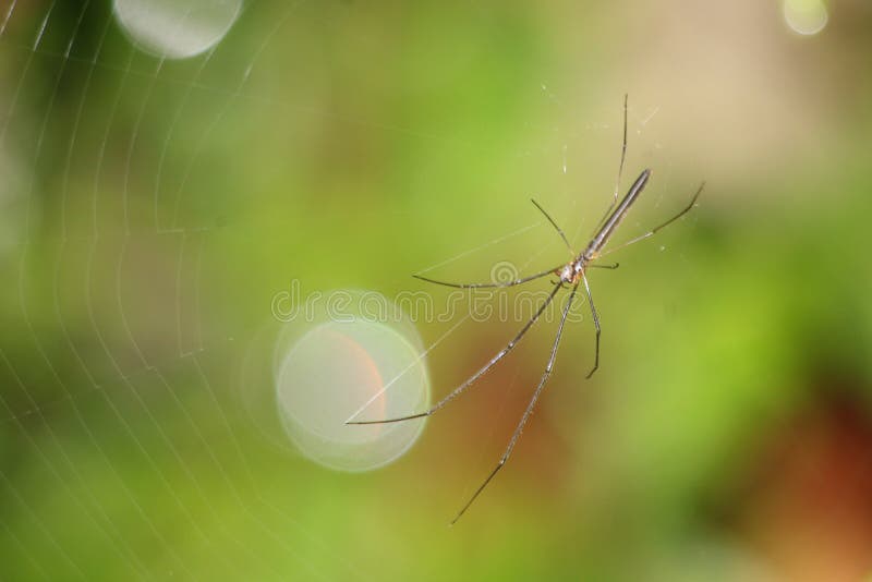 The Little Spider is Creating a New Web Stock Image - Image of little ...