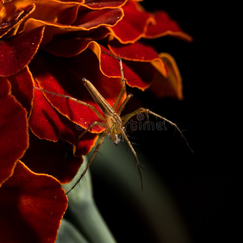 Little Spider Close-up, Resting on the Wall Stock Image - Image of ...