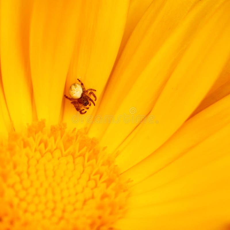 Little Spider Close-up, Resting on the Wall Stock Image - Image of ...