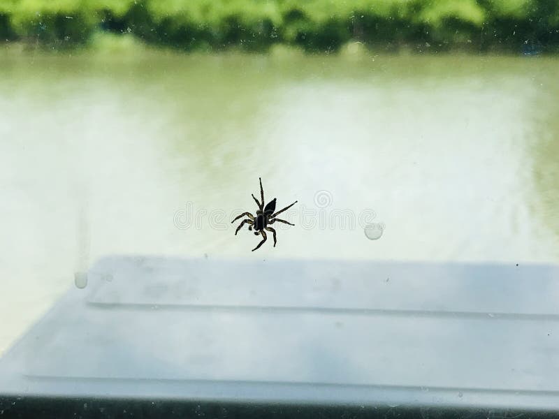 A little spider. stock photo. Image of bright, blur - 157197280