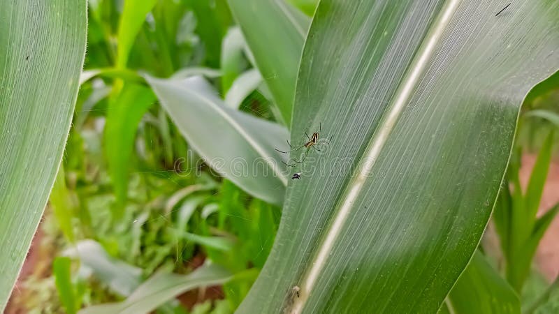177 Spider Plant Corn Stock Photos - Free & Royalty-Free Stock Photos ...