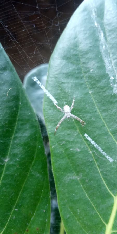 Little Spider on Green Tree Stock Image - Image of green, spider: 179639065