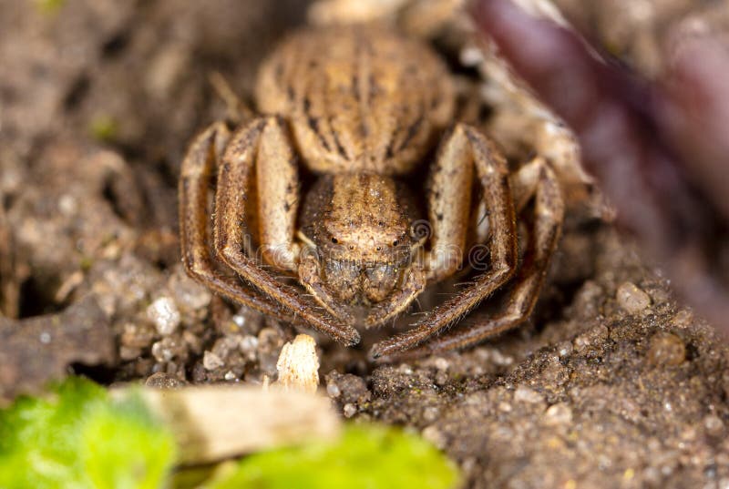 Little Spider on the Ground. Stock Image - Image of wildlife, little ...