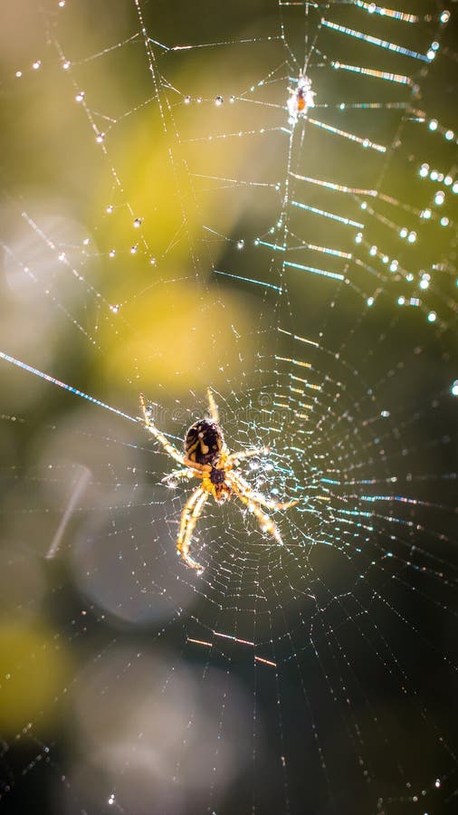 Little Spider Close-up, Resting on the Wall Stock Image - Image of ...