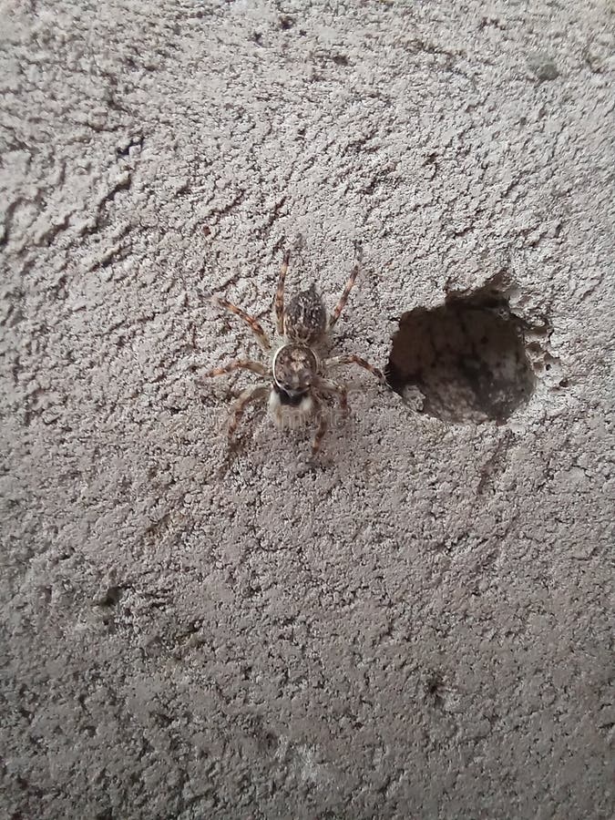 Little Spider Close-up, Resting on the Wall Stock Image - Image of ...