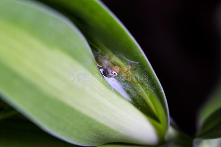 Little spider stock image. Image of green, leaf, nature - 84583251