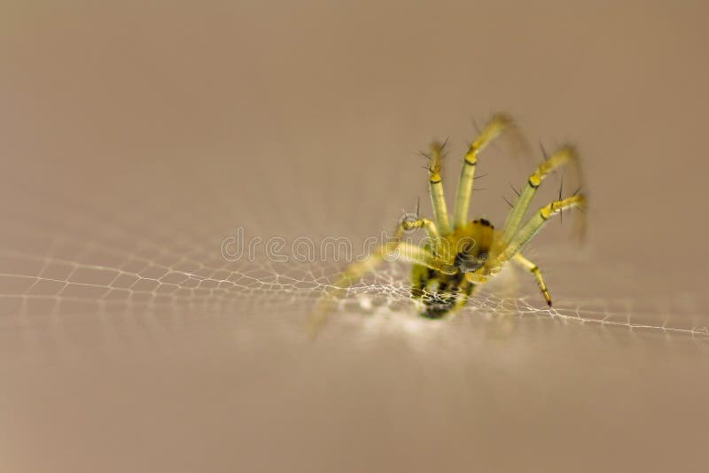 Little spider on its web stock photo. Image of araneae - 29214152