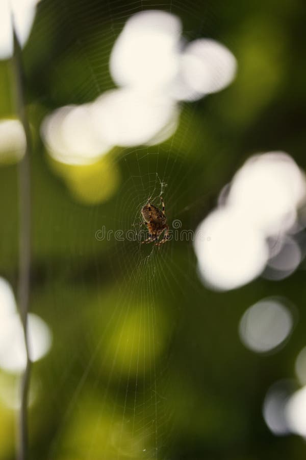 Little Spider Close-up, Resting on the Wall Stock Image - Image of ...