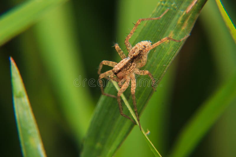 Little spider stock image. Image of legs, circle, detail - 49681873