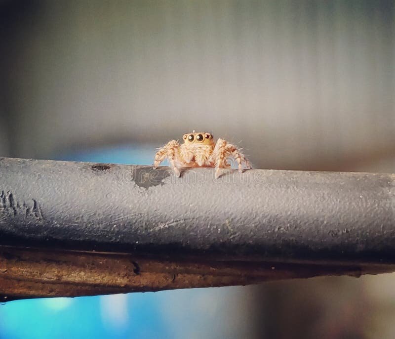 Little Spider Close-up, Resting on the Wall Stock Image - Image of ...