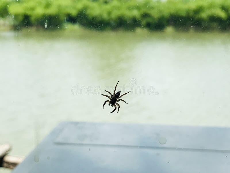 A little spider. stock image. Image of ecology, bright - 157197293