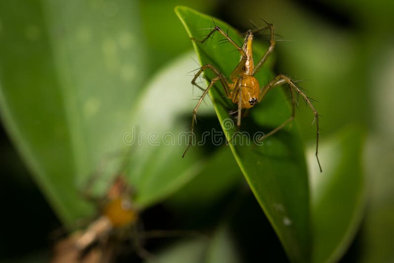 The little spider stock image. Image of eyeball, animal - 61189839