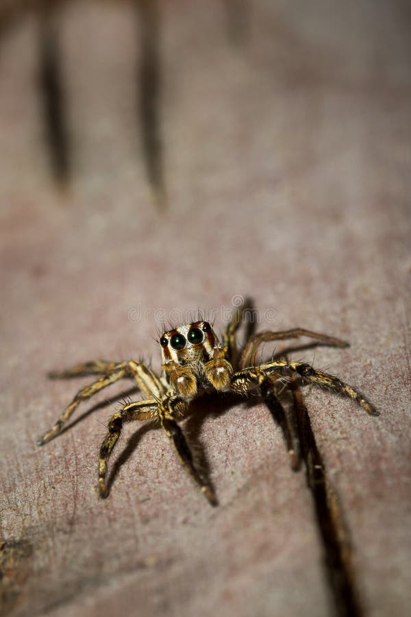 The little spider stock image. Image of colorful, wood - 61525639