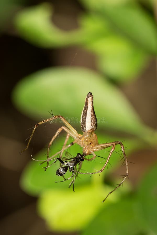 Little spider. stock photo. Image of drag, hunter, garden - 70142902