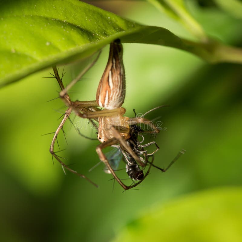 Little spider. stock photo. Image of eyes, gossamer, hanging - 70143004