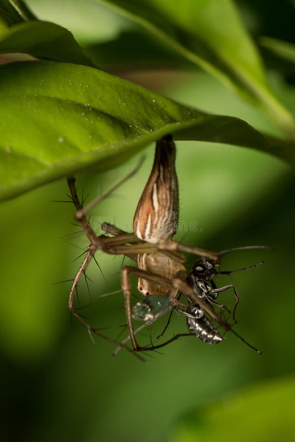 Little spider. stock image. Image of forest, macro, beautiful - 70143647