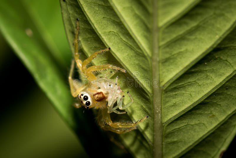 Little spider. stock image. Image of closeup, dead, black - 70143895