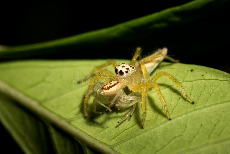 Little spider. stock photo. Image of garden, closeup - 70143930
