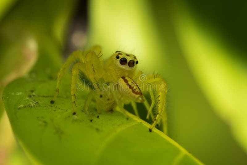 Little spider. stock image. Image of hanging, environment - 70143949