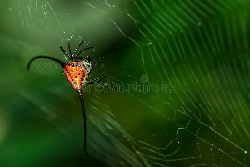 Little Spider Close-up, Resting on the Wall Stock Image - Image of ...
