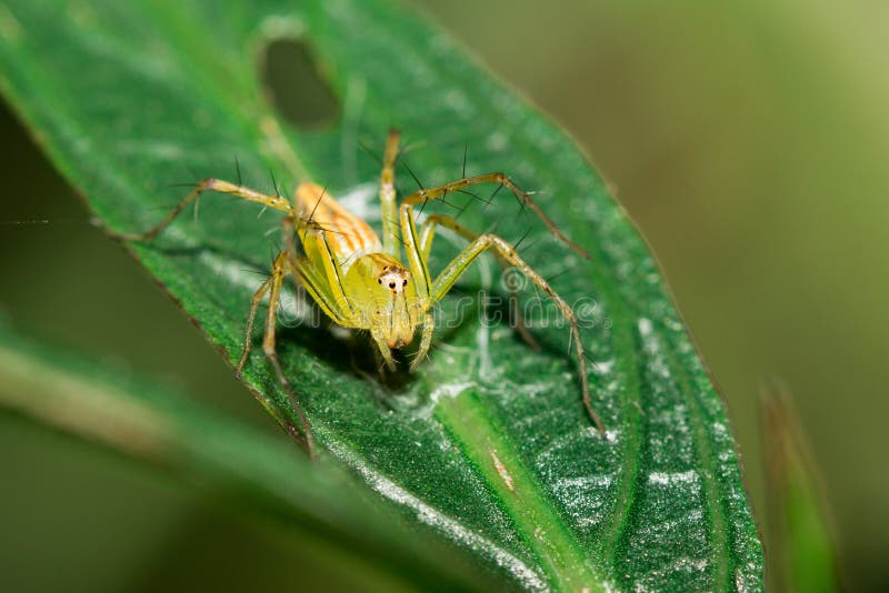 The little spider stock photo. Image of bush, insect - 41561504