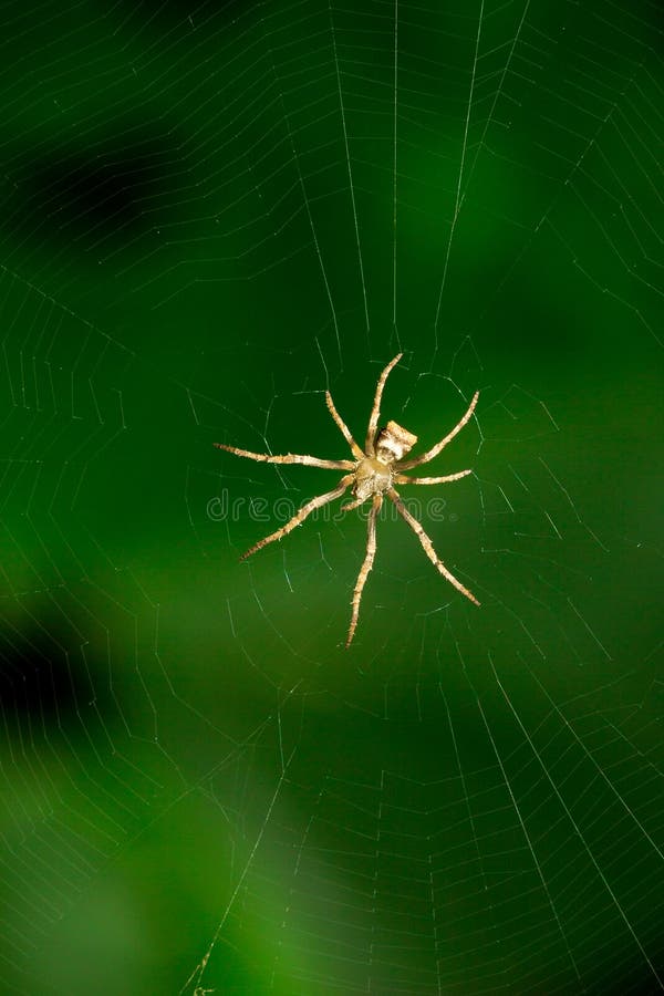 Little Spider Close-up, Resting on the Wall Stock Image - Image of ...