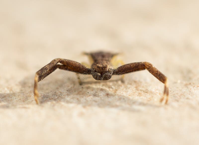 Little Spider Close-up, Resting on the Wall Stock Image - Image of ...