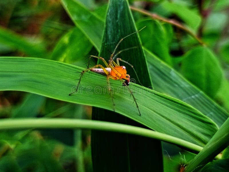 A Little Spider Moving Around the Bamboo Tree Stock Photo - Image of ...