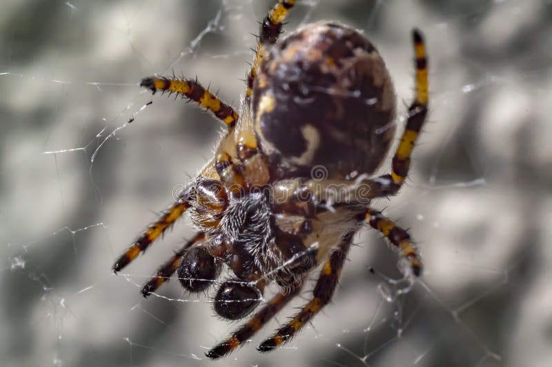 Little Spider in My Season Garden Stock Photo - Image of nature, insect ...
