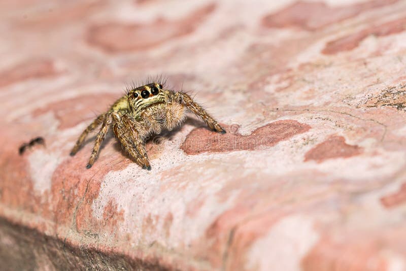 Little spider stock image. Image of lurking, little, green - 83356903