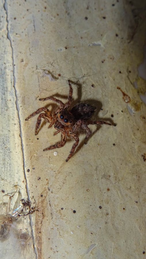 The Little Spider is Perched on the Broken White Wall Stock Image ...