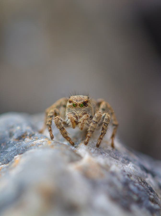 Little spider stock photo. Image of outdoors, nature - 57376422