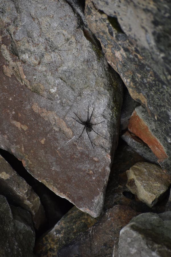 Little spider on a stone stock photo. Image of color - 235850422