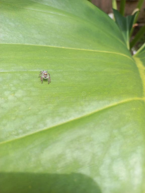Little spider on tree stock photo. Image of tree, flower - 265306674