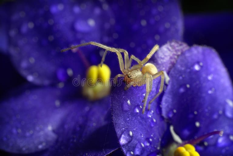Little spider and Violet stock photo. Image of closeup - 13454726