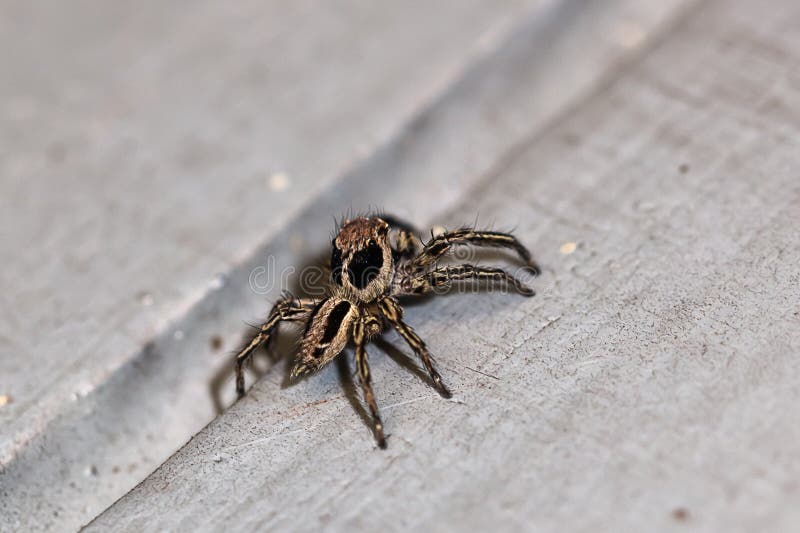 The little spider stock image. Image of spider, nature - 92632461