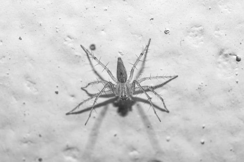 Little Spider on a Wall Close-up. Stock Image - Image of closeup, wild ...