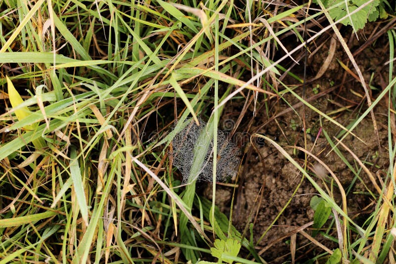 Little Spider Web in the Grass. Stock Photo - Image of grasses, green ...