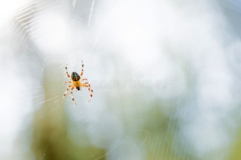 Predatory Insect in Its Natural Habitat Stock Photo - Image of ...