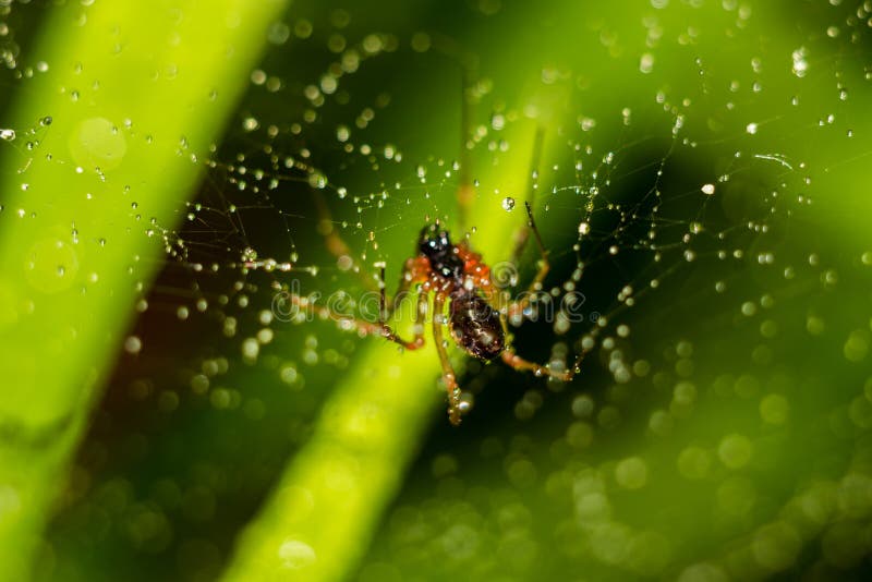 Little Spider on a Web with Water Drops Stock Photo - Image of rain ...